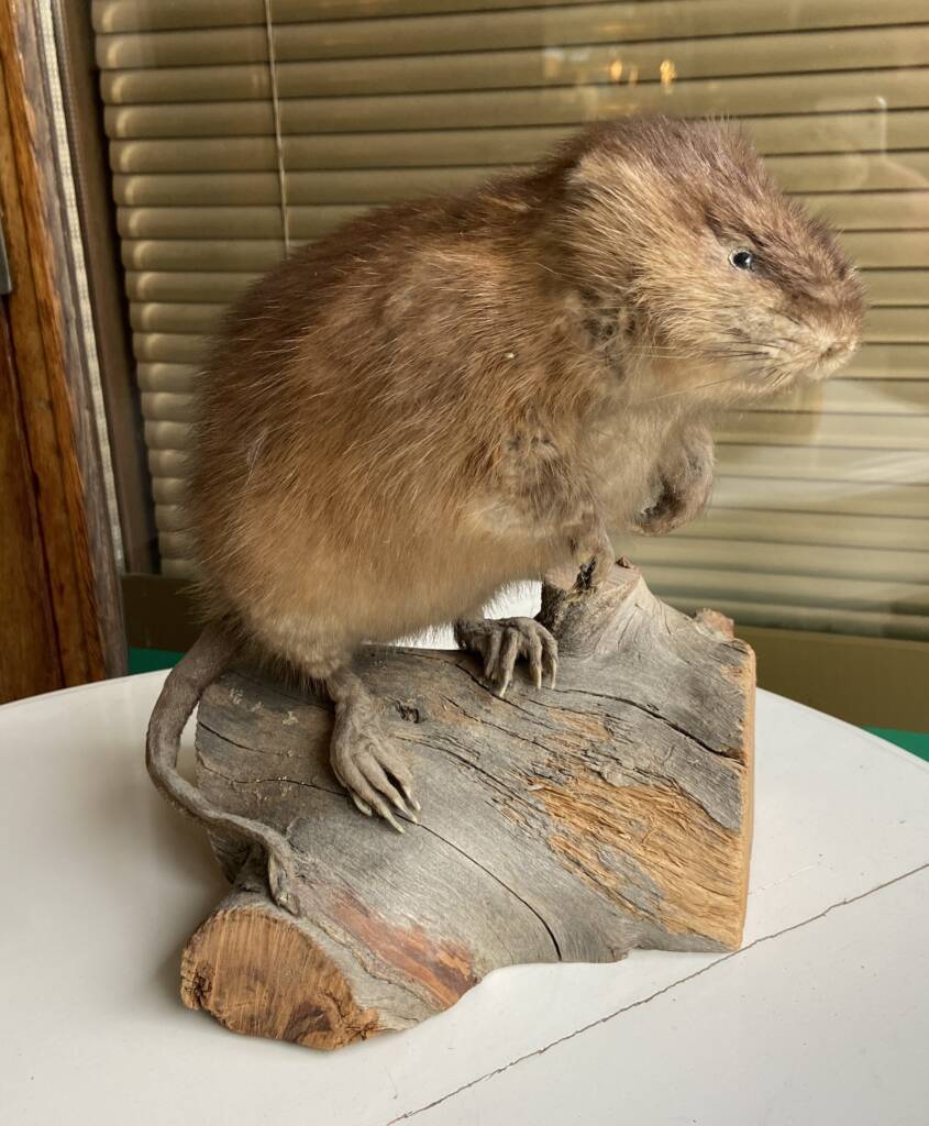 TÄYTETTY SOPULI | Antiikkiliike Wanha Elias